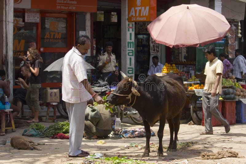 Man feeding a street cow editorial stock image. Image of feed - 19338044