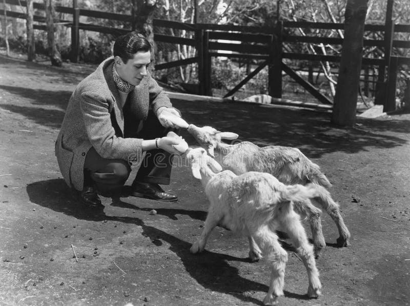 Baby Goats Heads stock image. Image of heads, goats, approach - 35105235