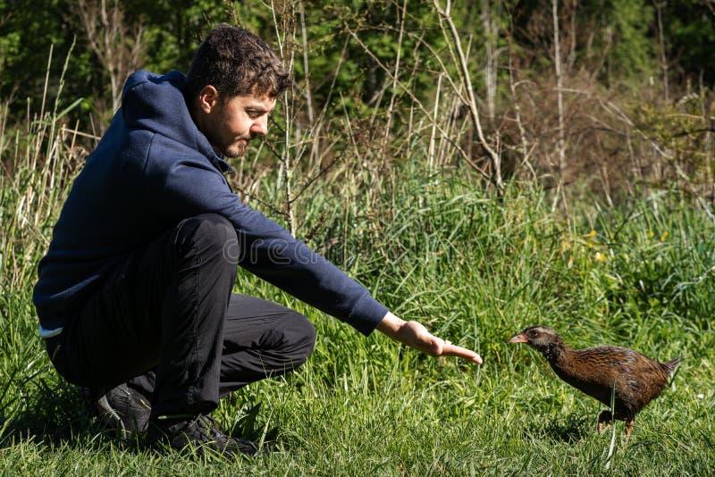 Weka Bird Walking on White Rocky New Zealand Path Stock Photo - Image ...