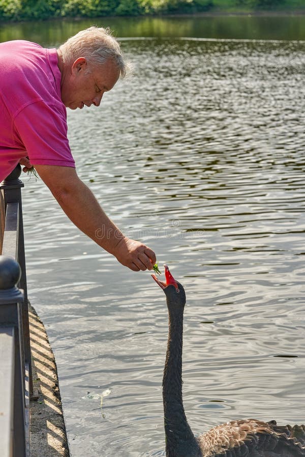 A Man Feeds a Black Swan Floating in the Water from His Hand Stock ...