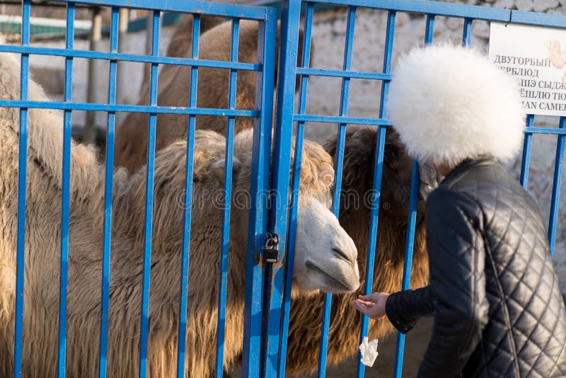 Man Feeds a Camel with Hands Stock Image - Image of hand, attraction ...