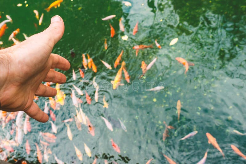 A Man Feeds a Fish in a Pond. Focus on the Hand Stock Image - Image of ...