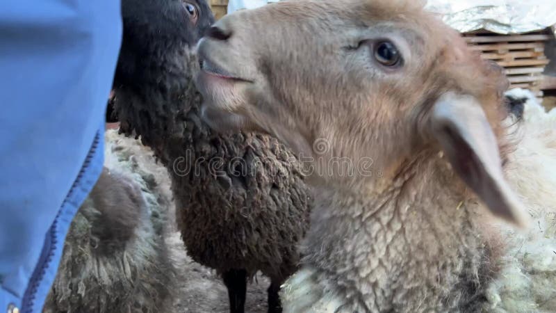 A Man Feeds Fluffy Sheep in the Yard with Bread Stock Video - Video of ...