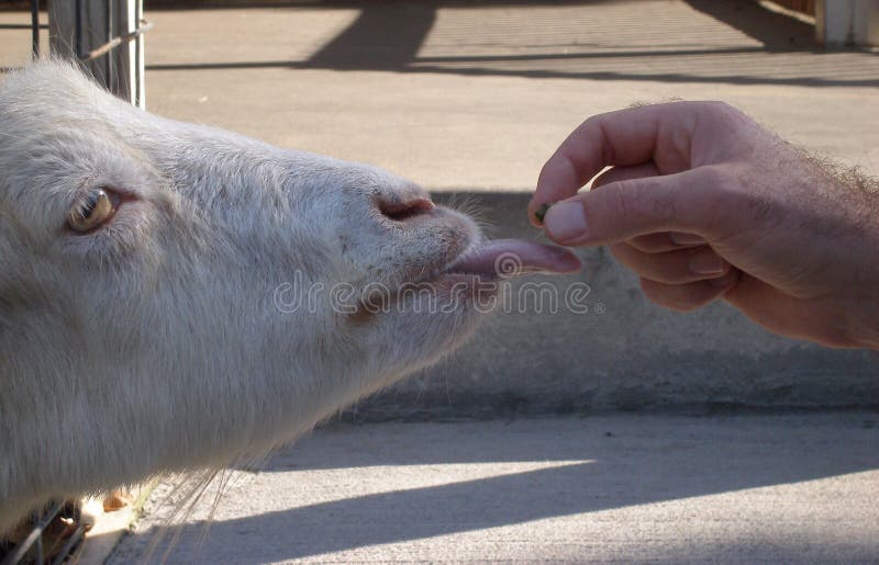 Man feeds goat stock photo. Image of goat, licking, extending - 5774414