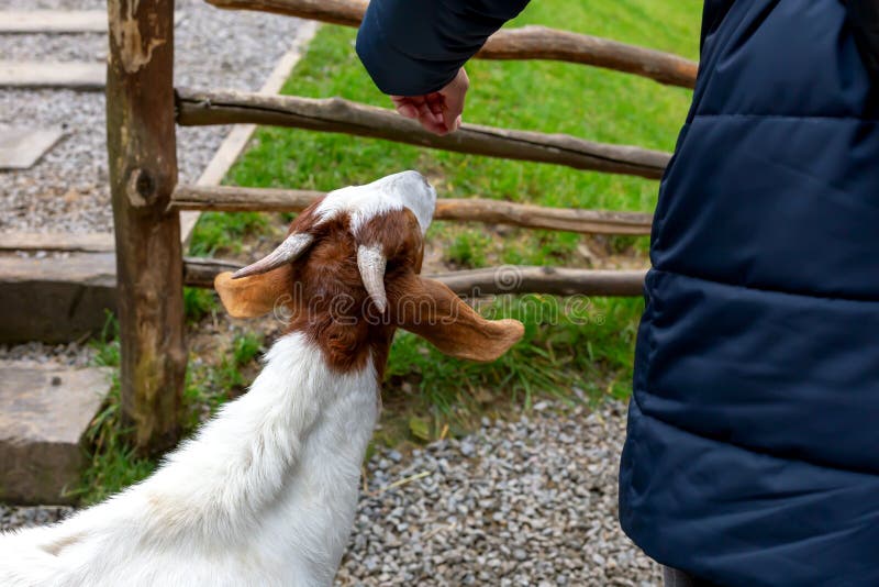 A Man Feeds a Goat with His Hands Stock Photo - Image of eared, human ...
