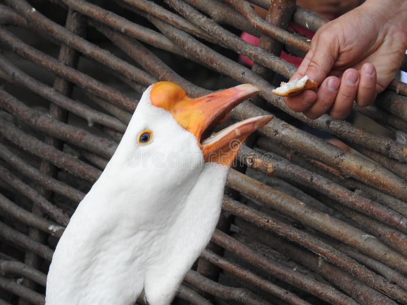 Fat village goose stock image. Image of wild, animal - 145242917