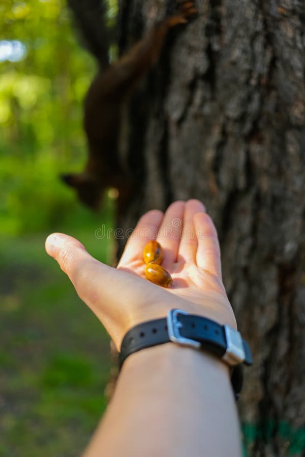 A Man Feeds Hungry Squirrels Nuts. Stock Image - Image of eating, feed ...