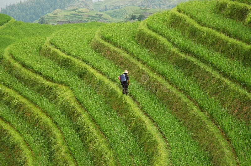 Man Fertilizing Rice Terrace Stock Photo - Image of china, terrace: 3580384
