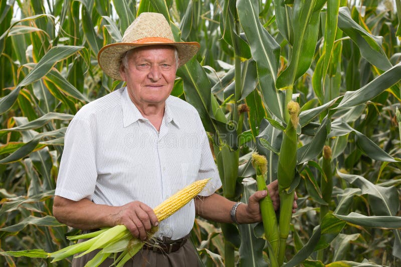 Man on Field Corn with Corn Ears Stock Photo - Image of agriculturist ...
