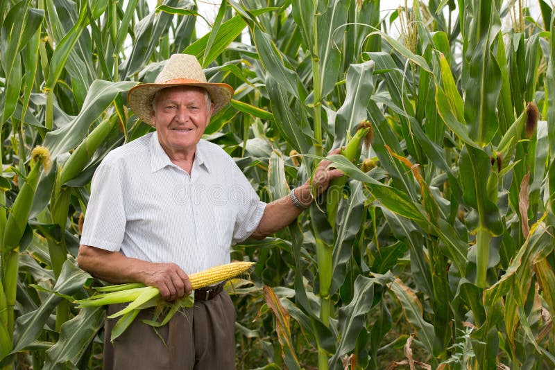 Man on Field Corn with Corn Ears Stock Image - Image of farmland ...