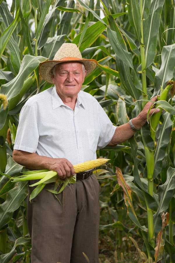 Man on Field Corn with Corn Ears Stock Image - Image of people, harvest ...