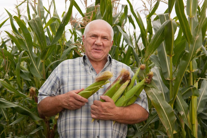 Man on field corn stock image. Image of outside, person - 30511011