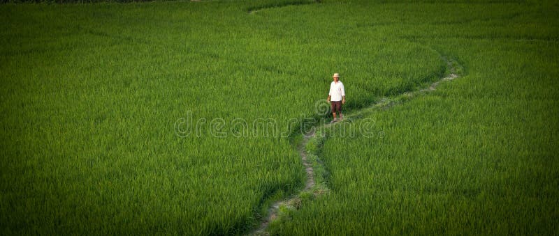 Man in a field editorial stock image. Image of field - 50663274