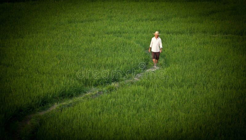 Man in a field editorial image. Image of asia, landscape - 50664910