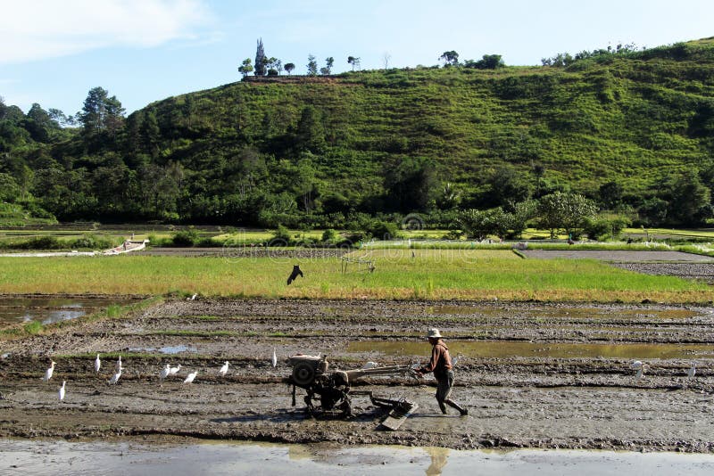 Man on the rice field editorial stock photo. Image of countryside ...