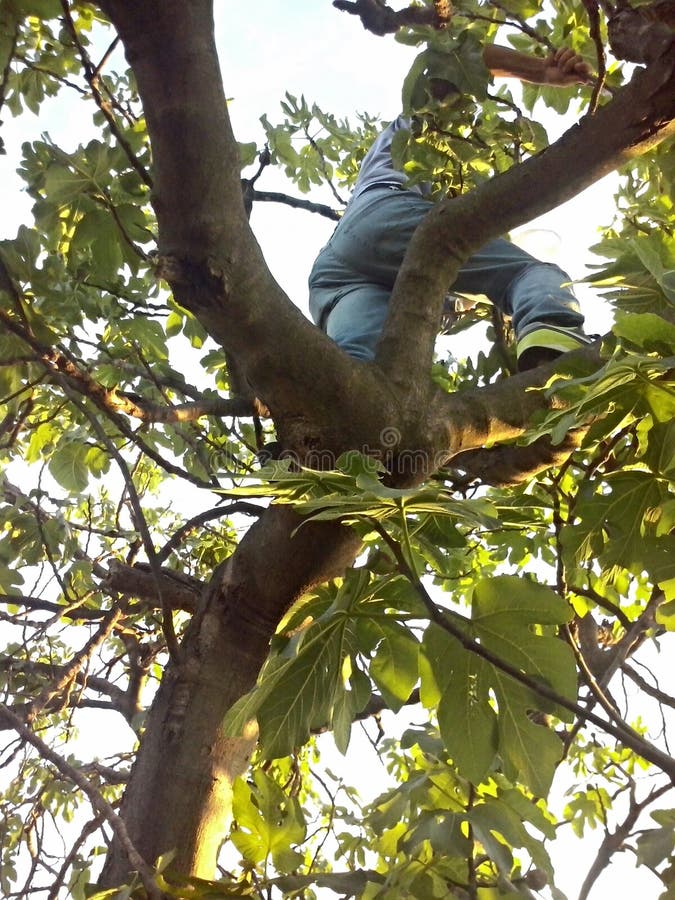 Man in fig stock image. Image of tree, climbed, figs - 58435393