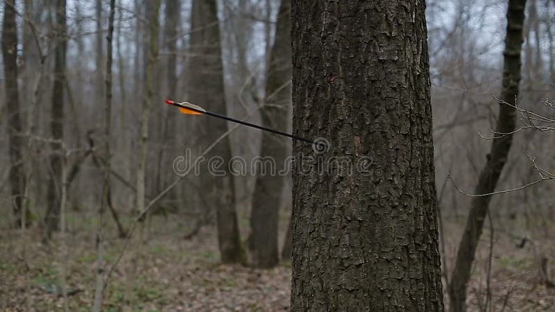 Man Firing Arrow into Tree in Forest Stock Video - Video of archer ...