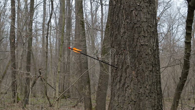 Man Firing Arrow into Tree in Forest Stock Video - Video of archer ...