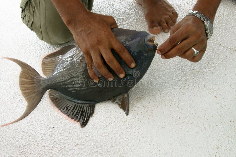 Man with fish stock photo. Image of hand, fishing, hobbies - 62648530