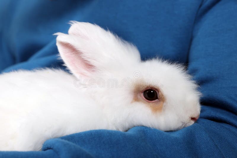 Man with Fluffy White Rabbit, Closeup. Cute Pet Stock Image - Image of ...