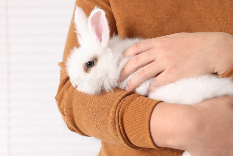 Man with Fluffy White Rabbit Indoors, Closeup. Cute Pet Stock Photo ...