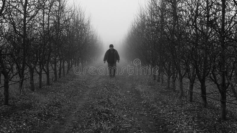 Man in the fog stock image. Image of tree, evening, mist - 107651513