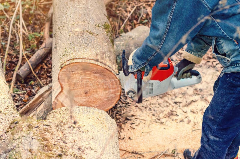Man in Forest Using Electric Chainsaw on Fallen Tree Stock Image ...