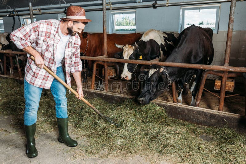 Man with Forks Feeding Cows Stock Photo - Image of worker, bearded ...