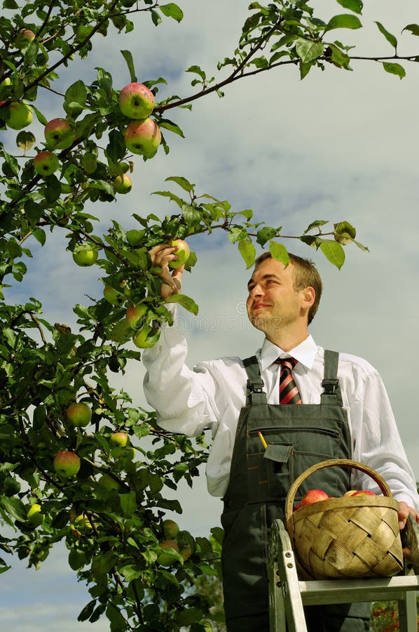 Man in garden. stock image. Image of organic, fruit, farmer - 24871991