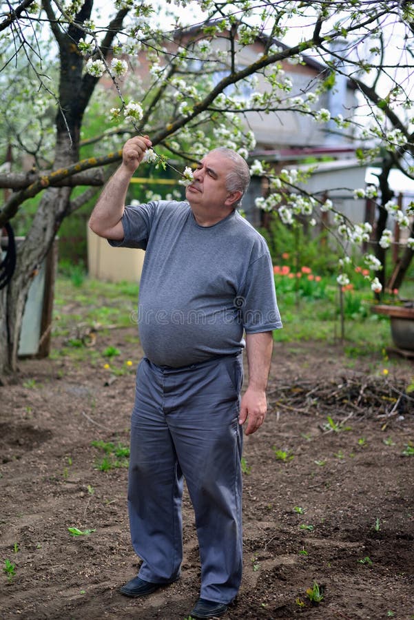 Man on the Garden Smelling the Blooming Cherry Twig Stock Image - Image ...