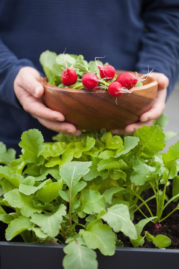 Man Gardener Picking Radish from Vegetable Container Garden on B Stock ...