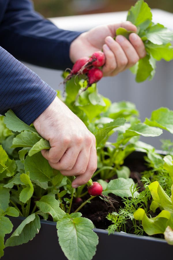 Man Gardener Picking Radish from Vegetable Container Garden on B Stock ...