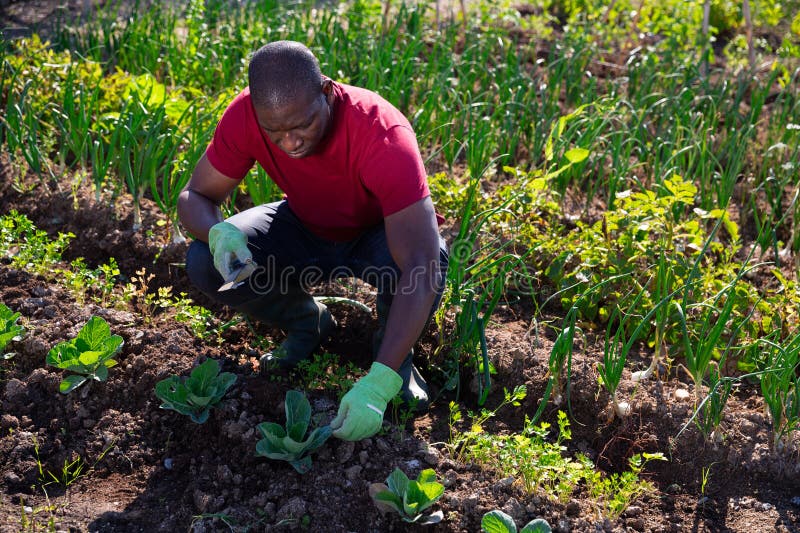 Man Gardener during Planting Cabbage in Sunny Garden Stock Photo ...