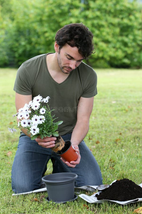 Man gardening stock image. Image of potting, landscaping - 34040509