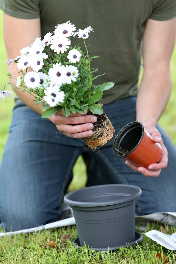 Man gardening stock photo. Image of daisy, tools, potting - 34040566