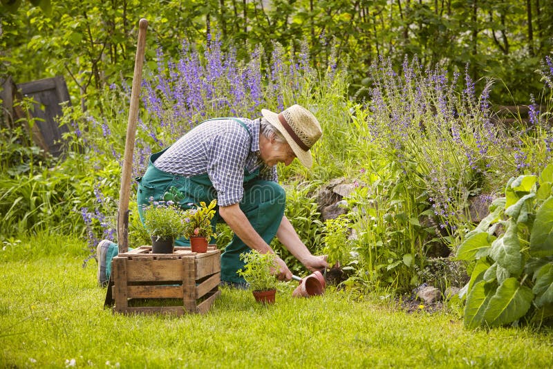 Man gardening stock photo. Image of dungarees, gardener - 56101428