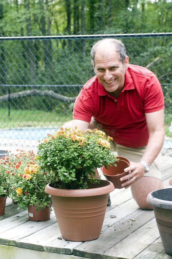 Man Gardening Planting Mums Stock Photo - Image of smiling, planting ...