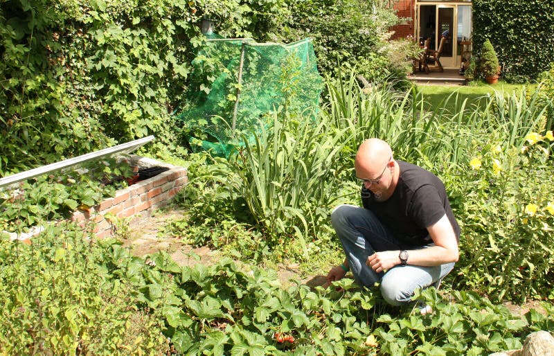 Man gardening stock image. Image of outdoor, garden, people - 43115975