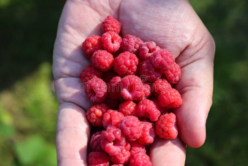 Green Lawn and Bushes with Yellow Flowers on the Seashore Against a ...