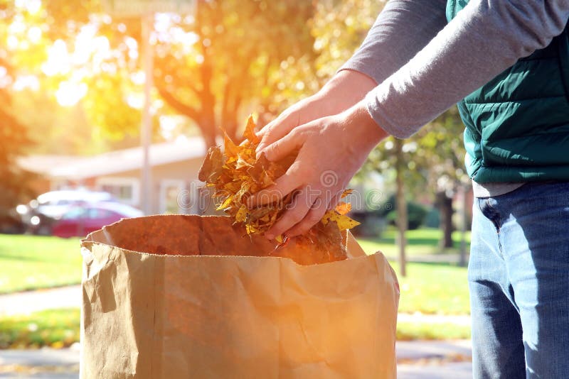 Man Gathering Autumn Leaves. Sunny Day Stock Photo - Image of fall ...
