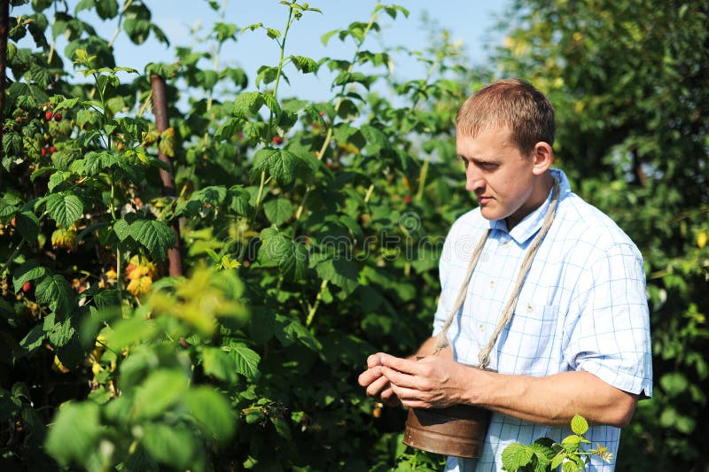 The man gathers raspberry stock photo. Image of fruits - 39512390