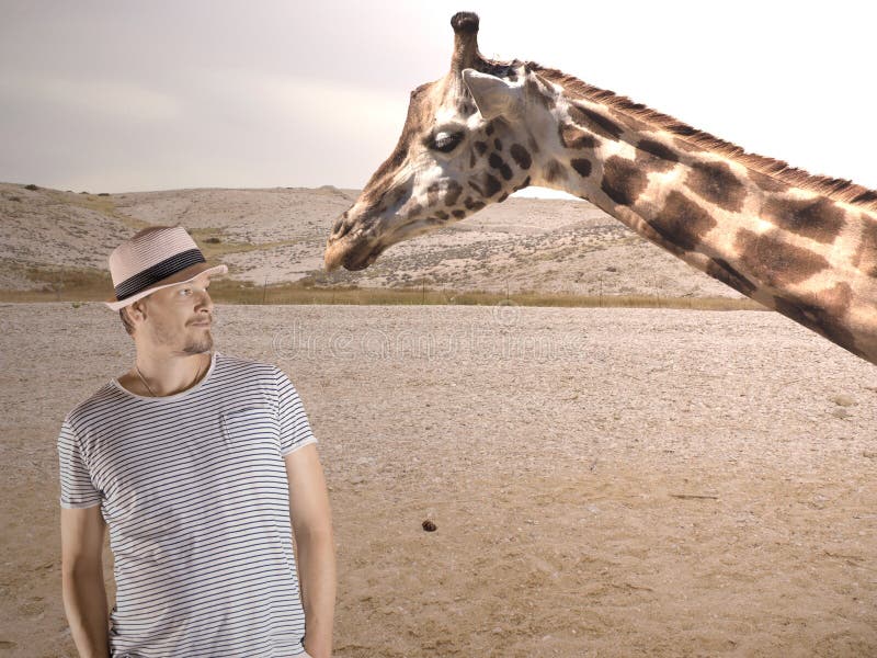 Man and Giraffe stock photo. Image of giraffe, leghorn - 43352200