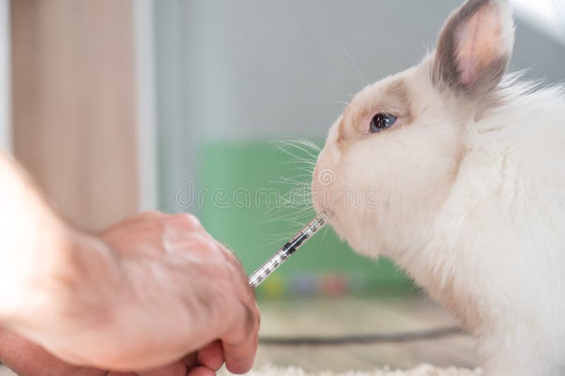 A Man Gives a Rabbit Medicine from a Syringe. Bunny Drinks from a ...