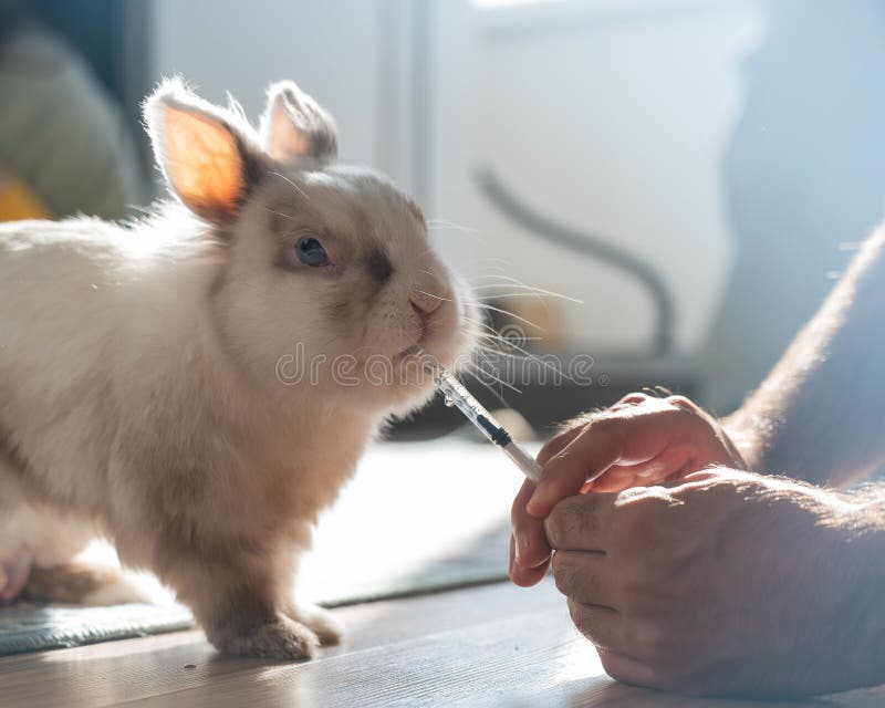 A Man Gives a Rabbit Medicine from a Syringe. Bunny Drinks from a ...