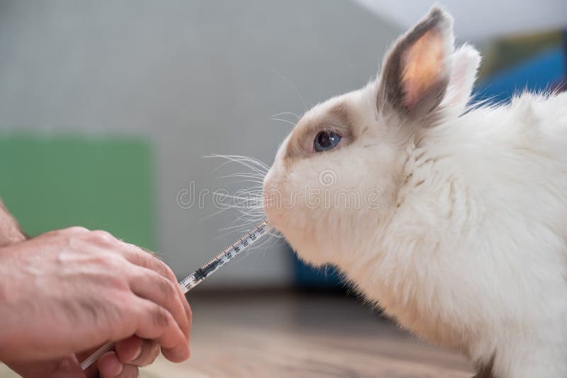 A Man Gives a Rabbit Medicine from a Syringe. Bunny Drinks from a ...