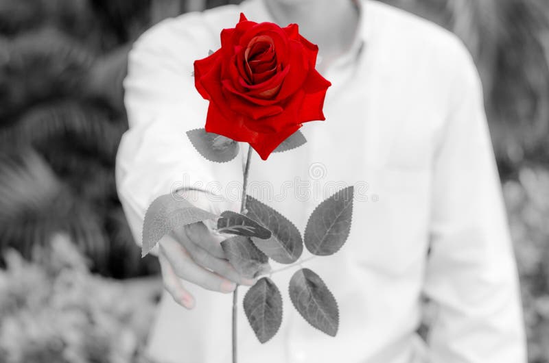 Man Giving a Red Roses with Black and White Colorizing Stock Photo ...