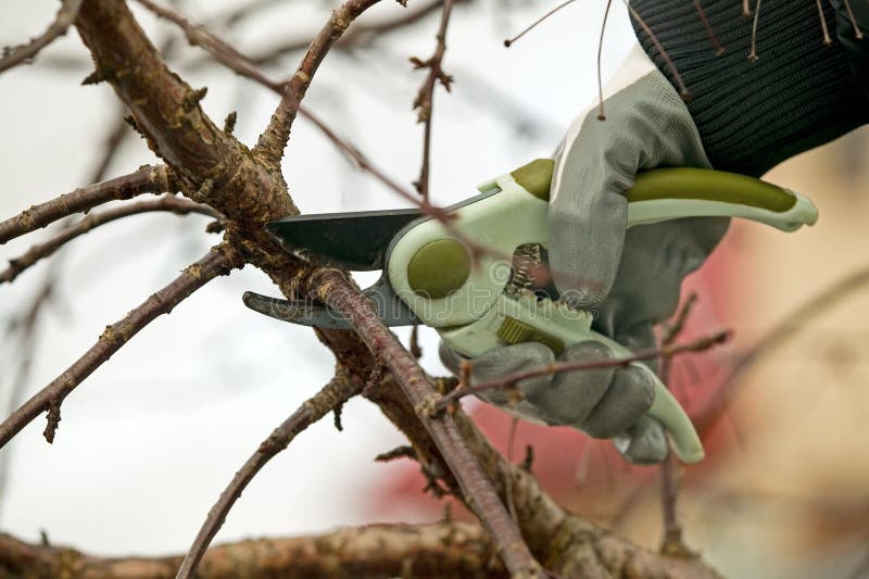 Man with Gloves is Cutting Branches from Tree Stock Image - Image of ...