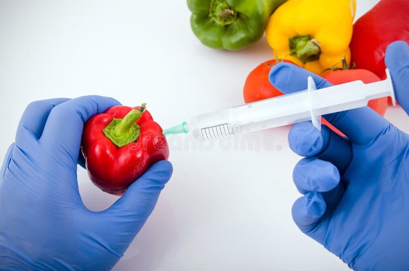 Man with Gloves Working with Pepper in Genetic Engineering Lab Stock ...