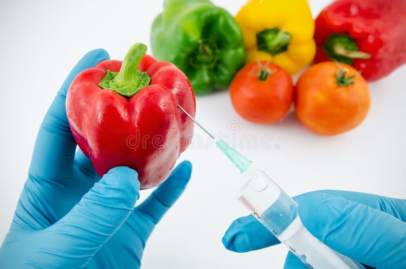Man with Gloves Working with Pepper in Genetic Engineering Lab Stock ...
