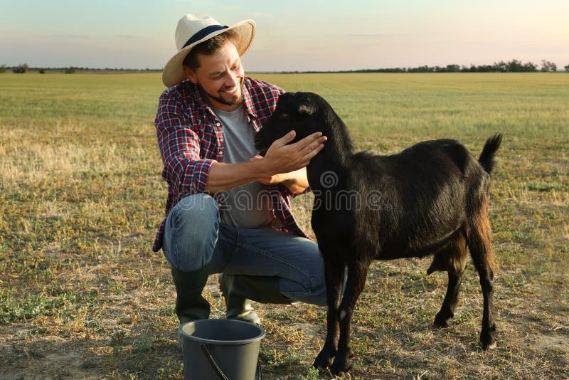 Man with Goat at Farm. Animal Husbandry Stock Photo - Image of domestic ...